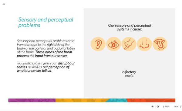 Synapse Brain Injury Training - Understanding the Brain (Module 1 ...